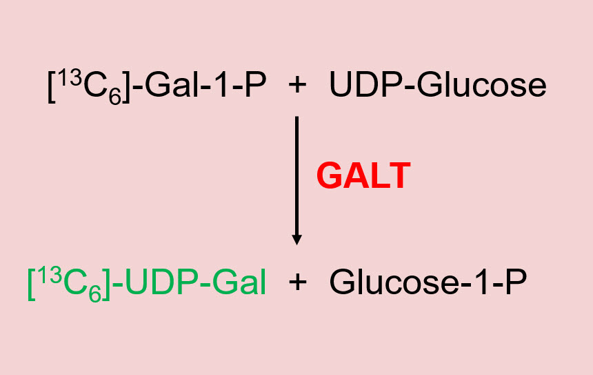 GALT-Aktivität und 1,5-Anhydroglucitol mittels LC-MS - Inselspital ...